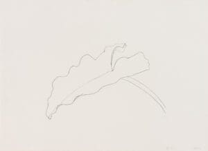 Artwork by Ellsworth Kelly | Susan Sheehan Gallery